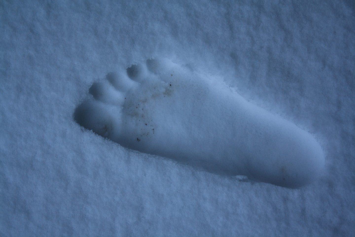DNA “evidence” for Himalayan yetis doesn’t bear scrutiny - Ars Technica