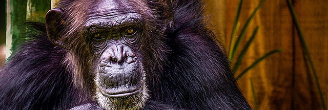 Why are apes more genetically diverse than we are? | Ars Technica Why are apes more genetically diverse than we are? | Ars Technica