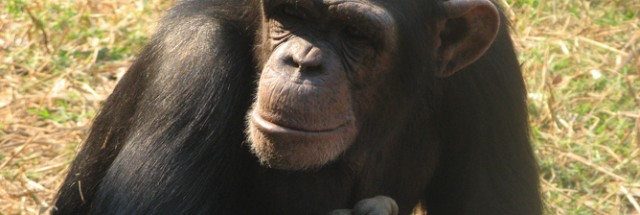 Robots push the right buttons for inquisitive chimps | Ars Technica