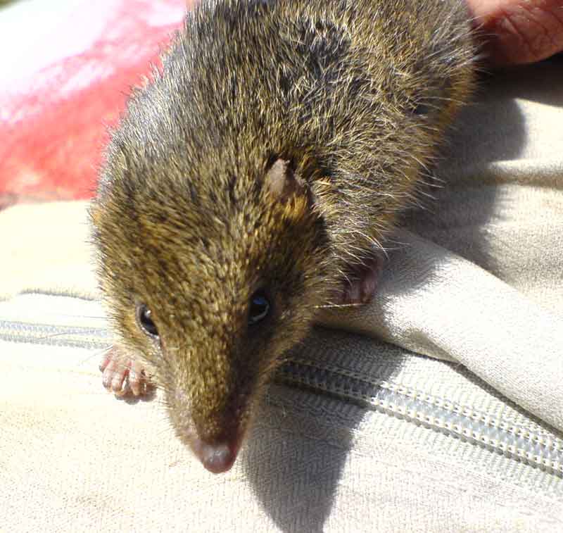 Marsupial species evolved “suicidal reproduction” - Ars Technica