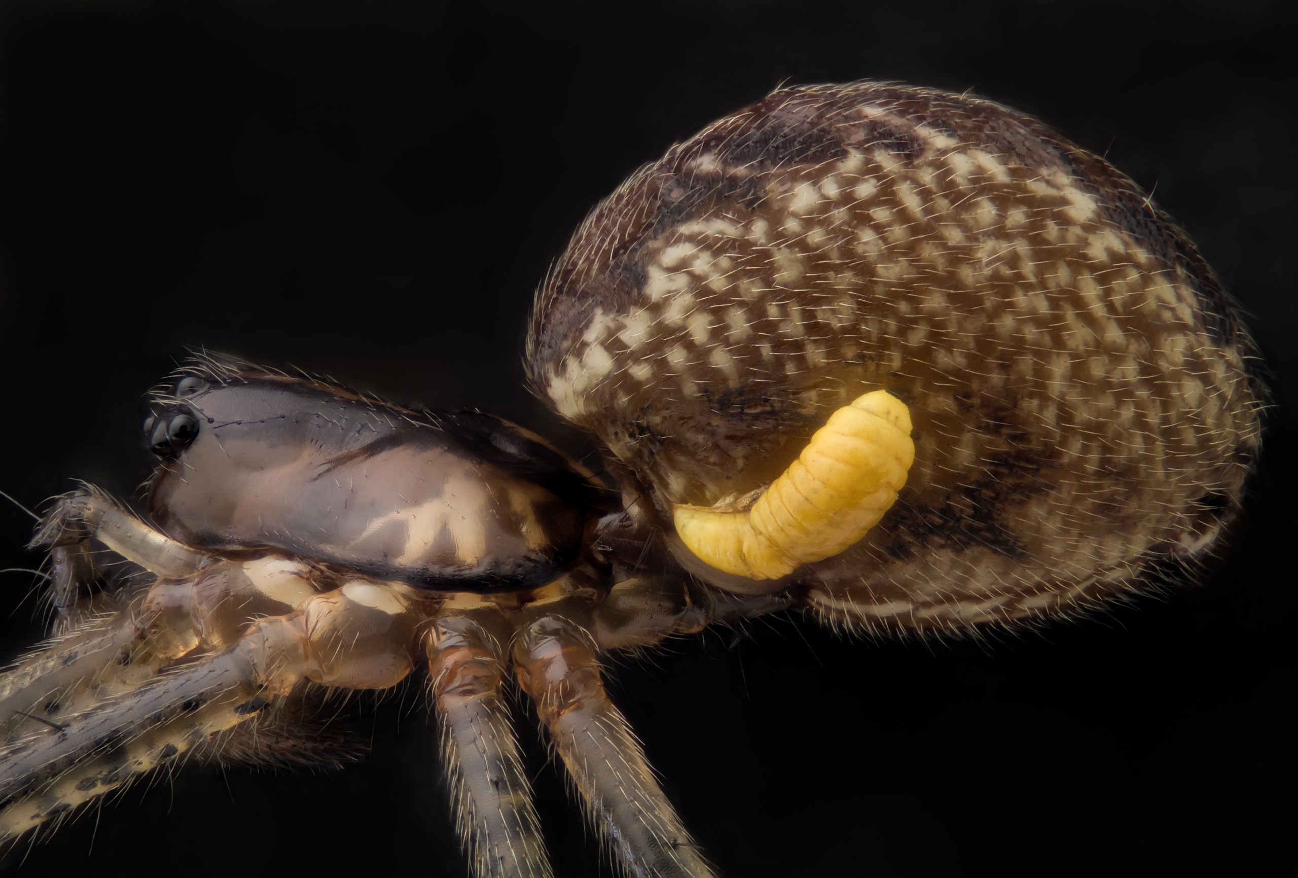 Images from the glorious world around us that we never see - Ars Technica