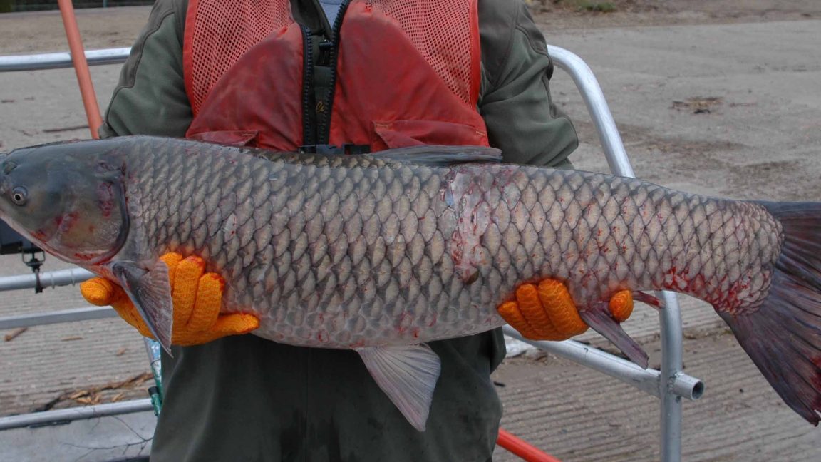 First evidence of invasive Asian carp reproducing in Great Lakes - Ars ...
