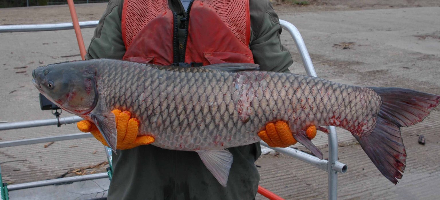 First evidence of invasive Asian carp reproducing in Great Lakes - Ars ...