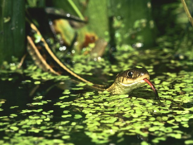 Snakes on the brain - Ars Technica