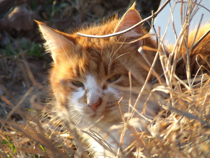 New Backdoor Worm Found Attacking Websites Running Apache Tomcat Ars Technica