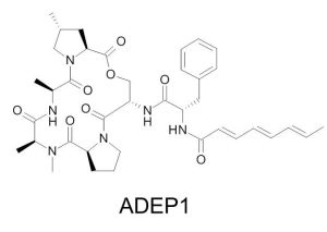 Drug clears up persistent bacteria by getting them to digest themselves ...