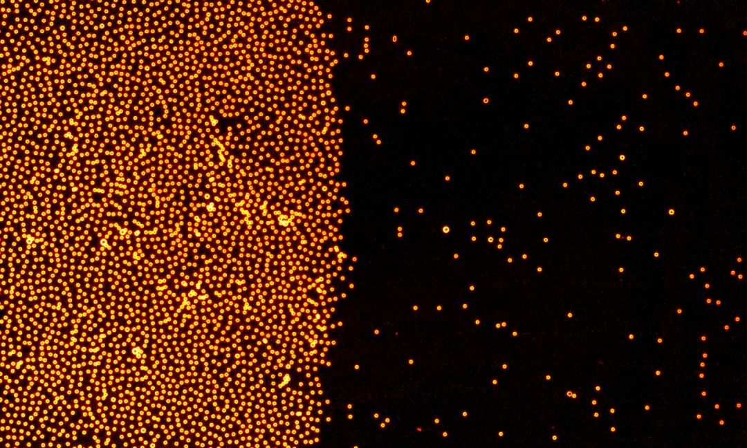 Microscopic particles self-organize into a rolling mob - Ars Technica