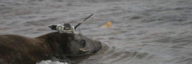 Seals lend scientists a helping flipper in the Southern Ocean | Ars ...