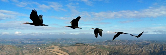 Doing math on the fly, birds form the flying V for efficiency | Ars ...