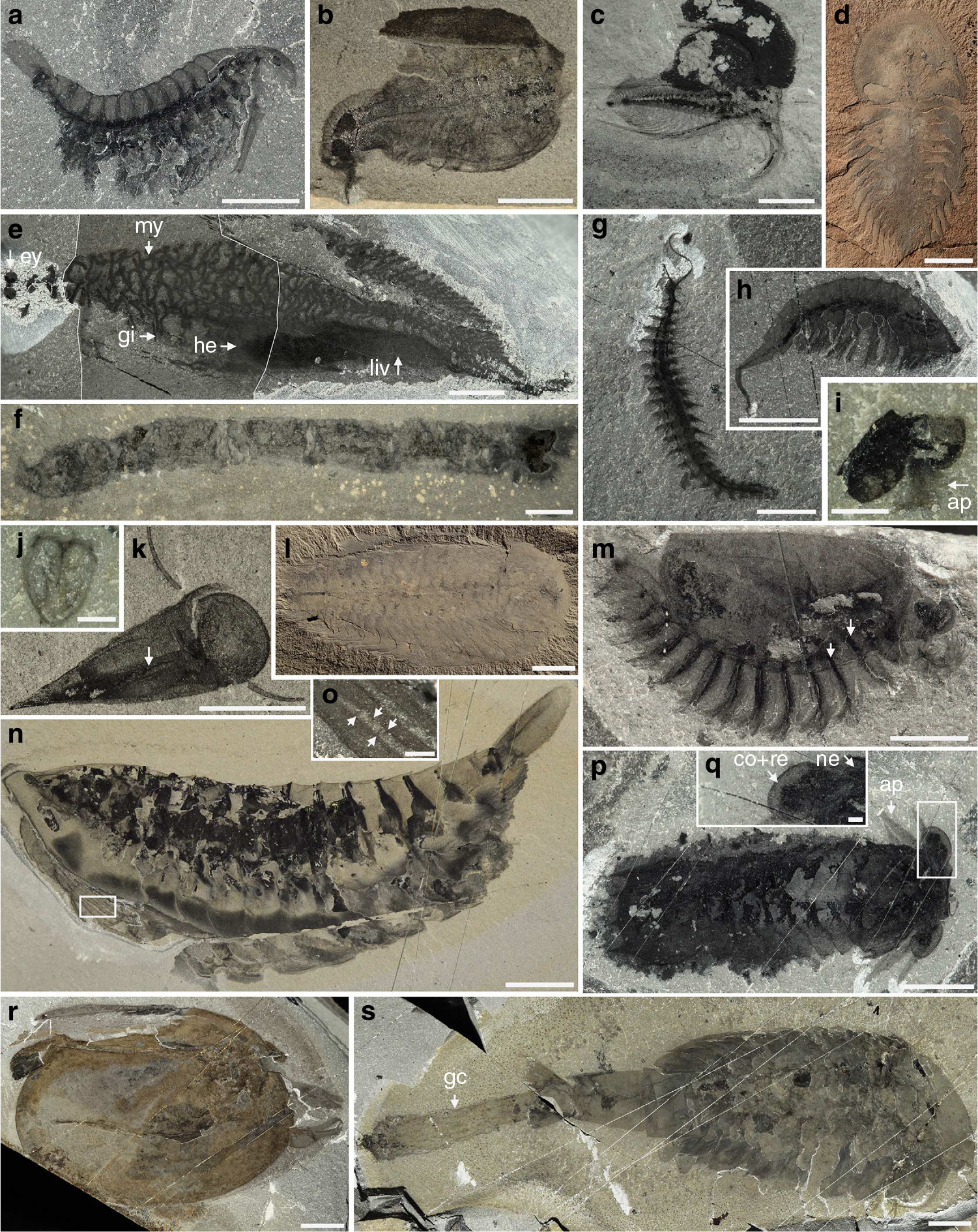 New find hits Cambrian fossil jackpot—again - Ars Technica