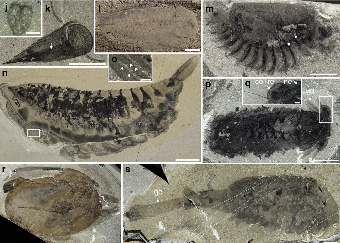 New find hits Cambrian fossil jackpot—again - Ars Technica