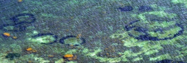 Mysterious undersea “crop circles” finally explained | Ars Technica