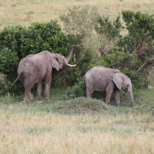 Author: Kate Shaw Yoshida - Ars Technica