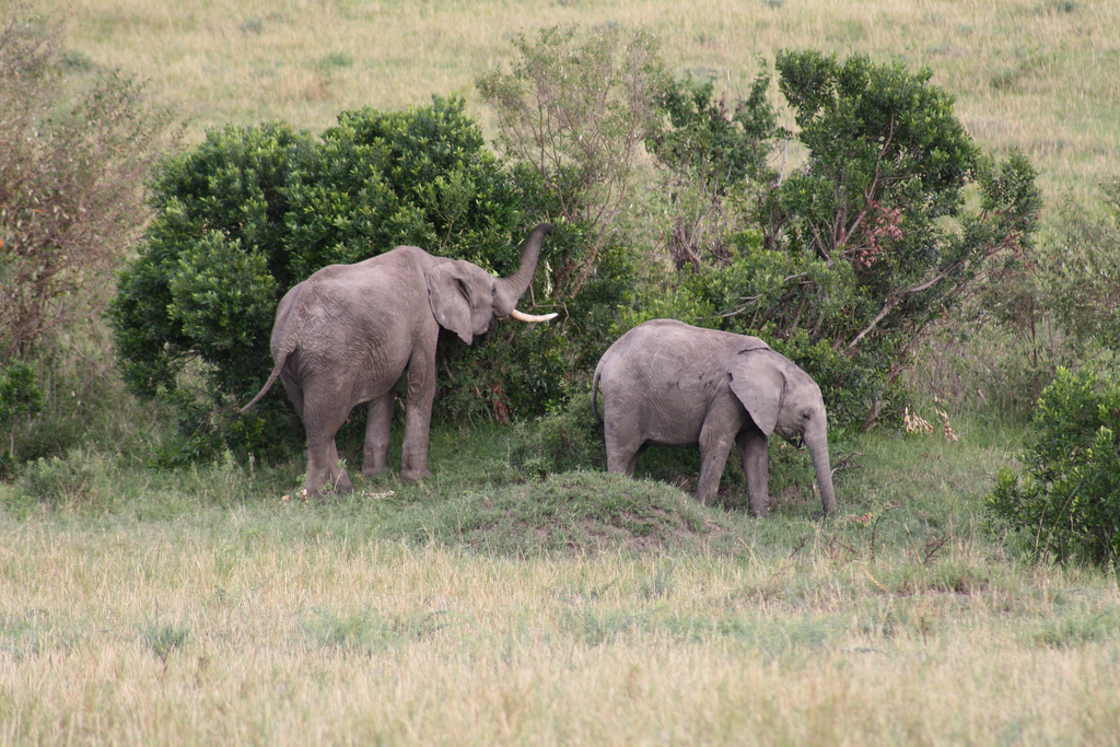 Elephants use their smarts to cope with human threats - Ars Technica