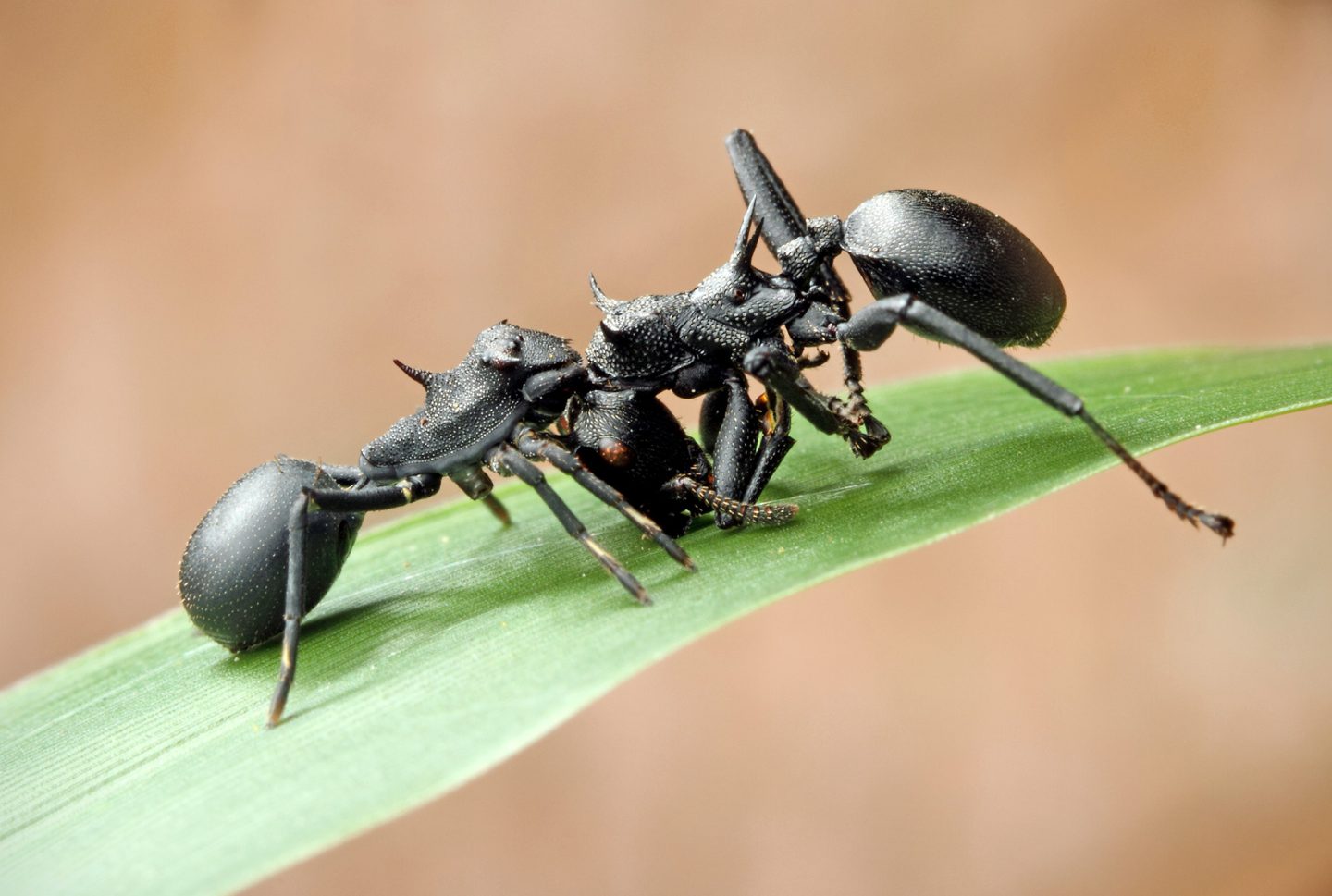 A properly licensed gallery of Alex Wild’s amazing insect photography ...