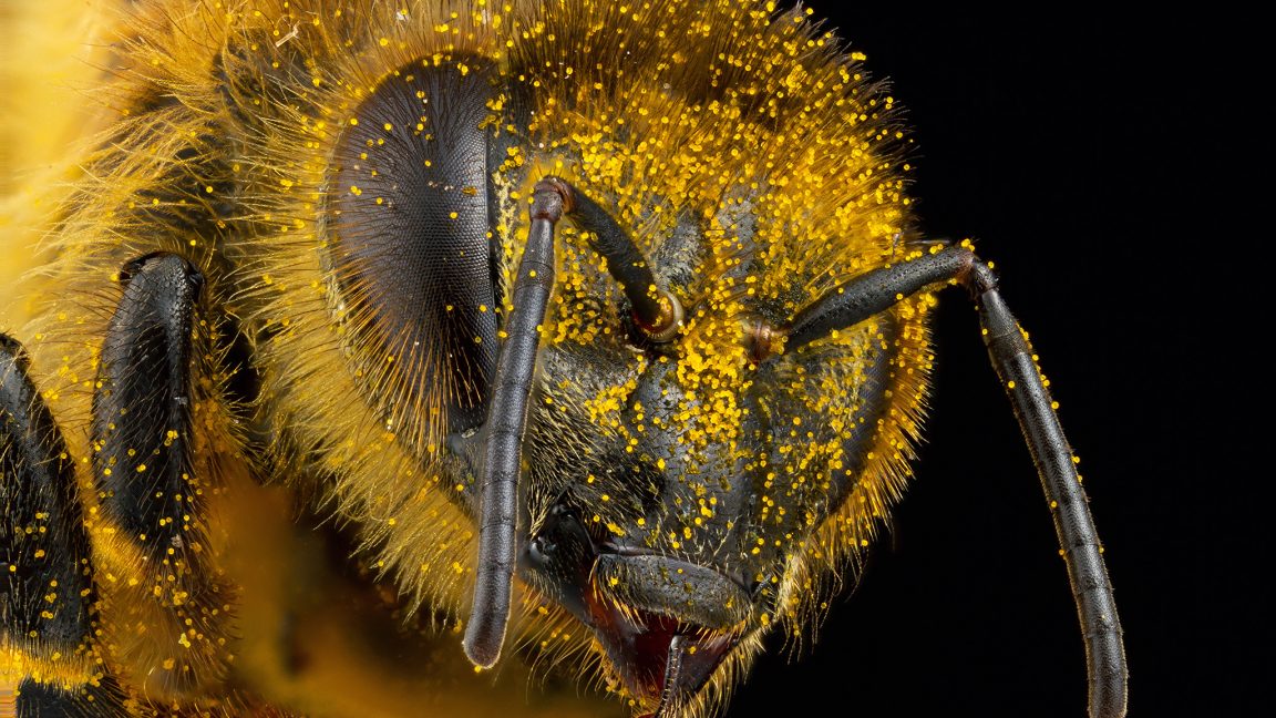 Bugging out: How rampant online piracy squashed one insect photographer ...
