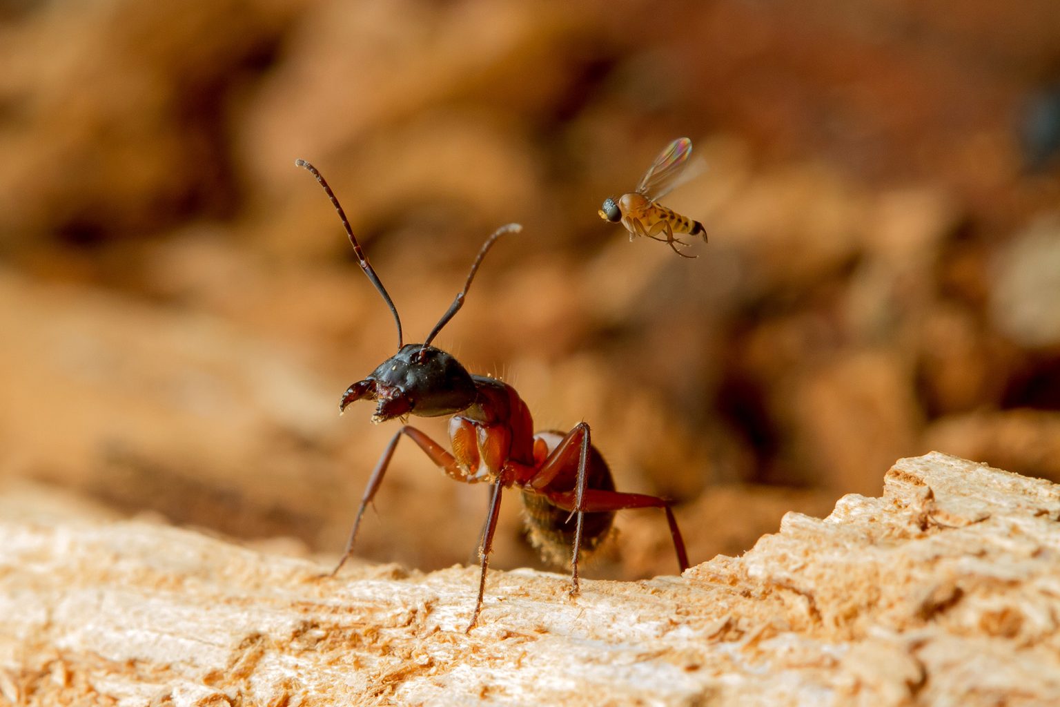 A properly licensed gallery of Alex Wild’s amazing insect photography ...