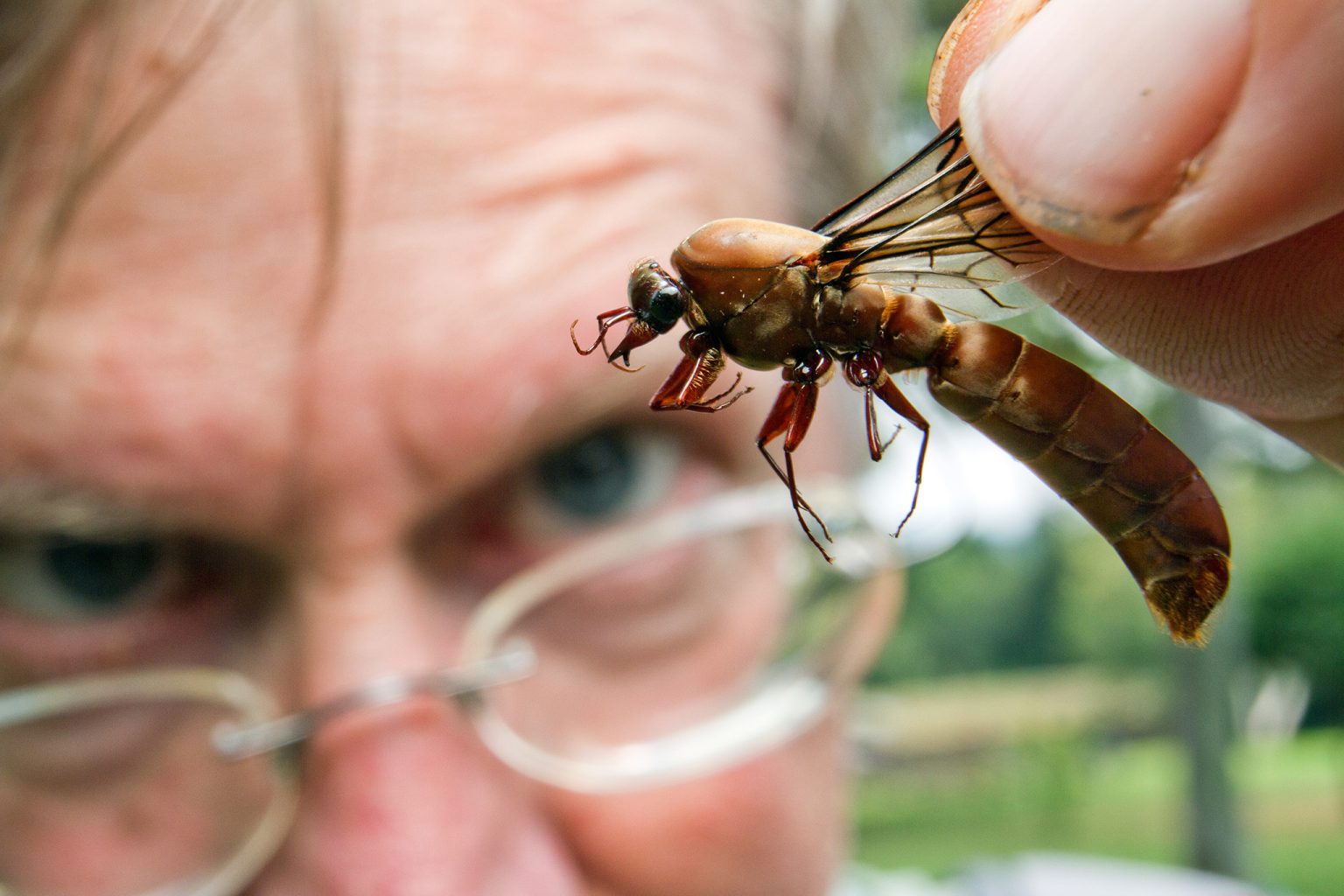 A properly licensed gallery of Alex Wild’s amazing insect photography ...