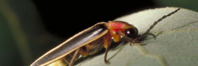 Understanding how fireflies evolved their glow | Ars Technica