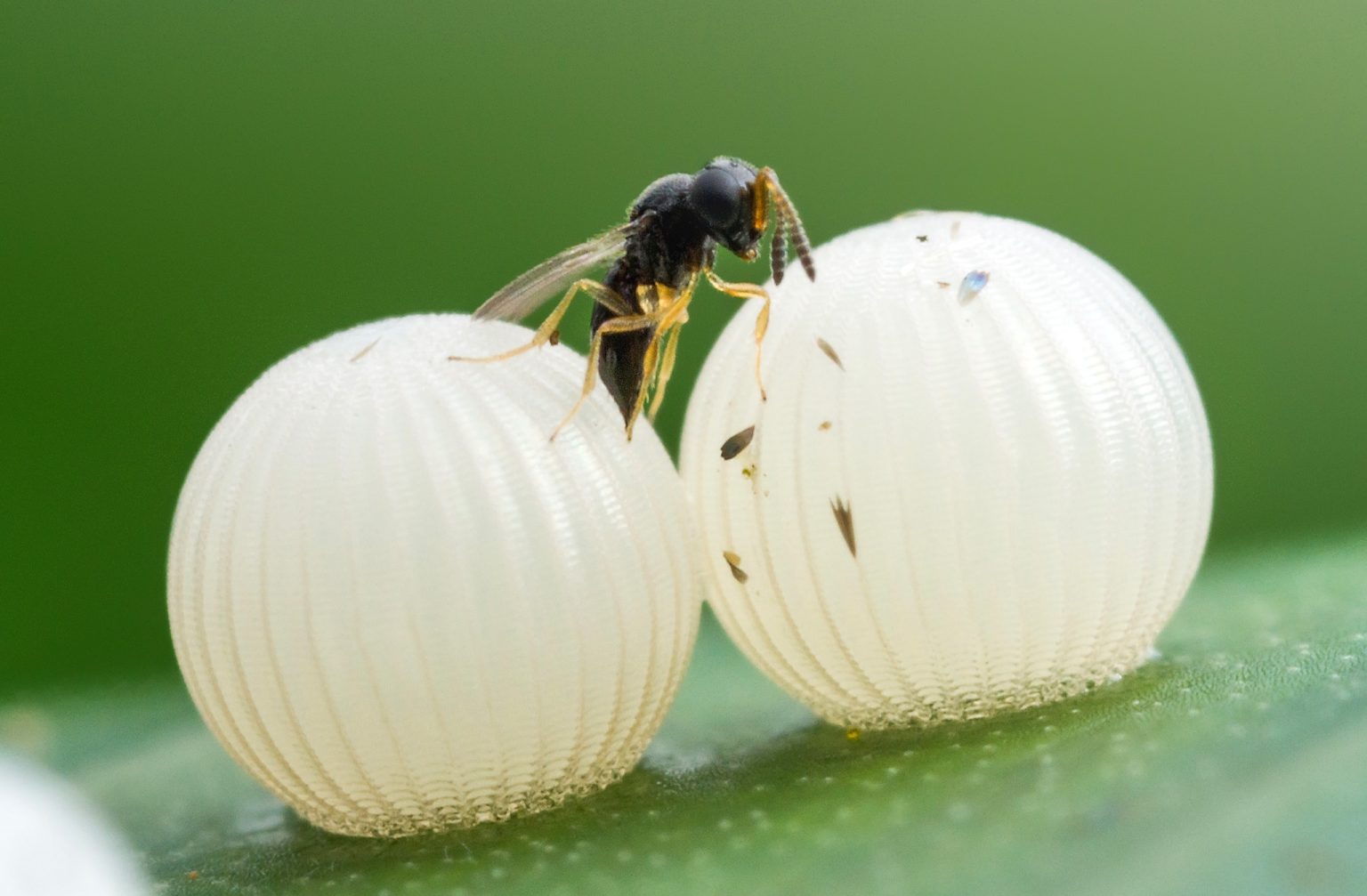 A properly licensed gallery of Alex Wild’s amazing insect photography ...