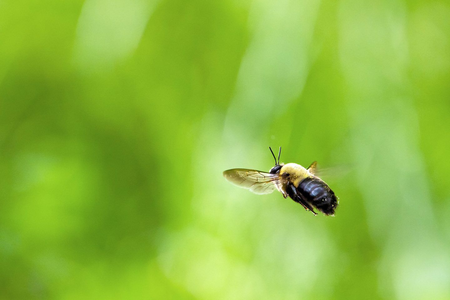 A properly licensed gallery of Alex Wild’s amazing insect photography ...