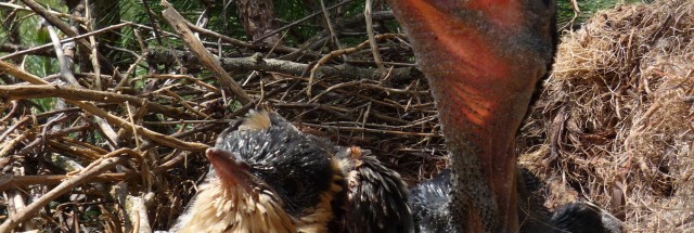 Crows feed cuckoo chicks, get stinky defense against predators | Ars ...