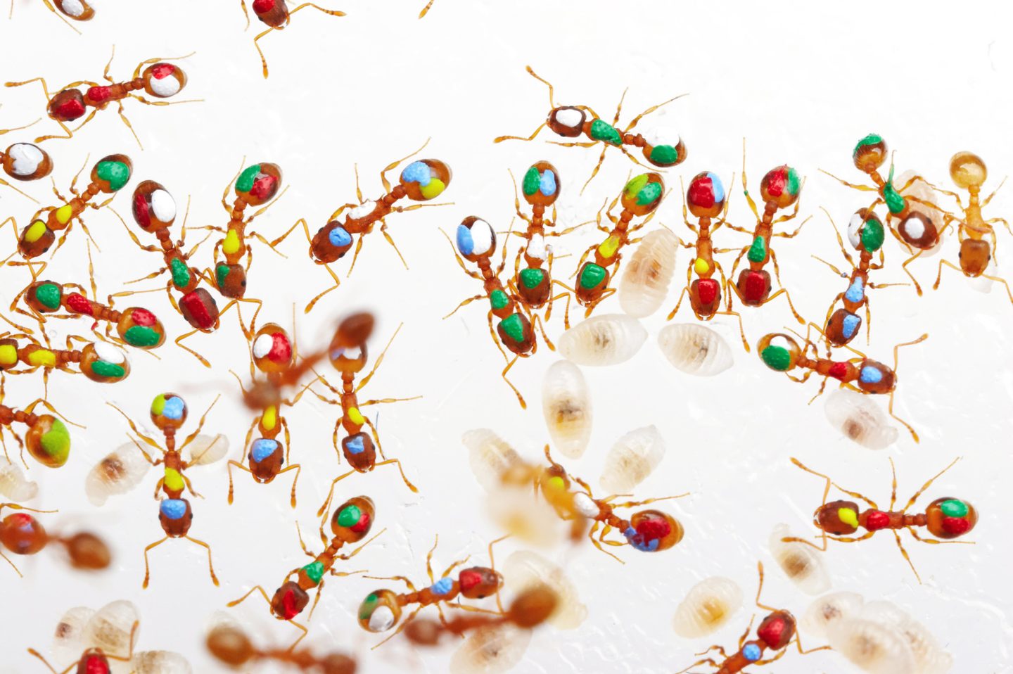 A properly licensed gallery of Alex Wild’s amazing insect photography ...