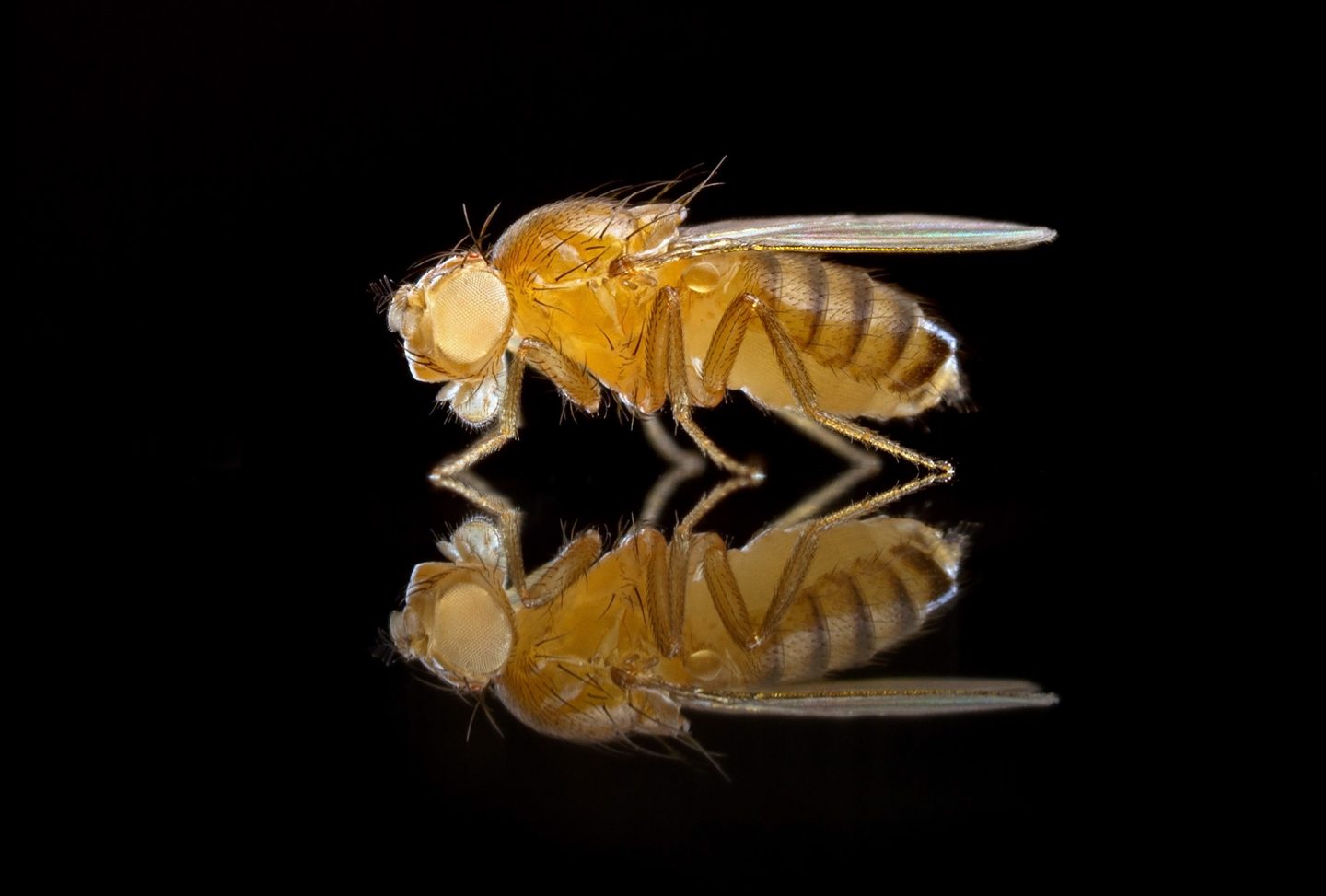 A properly licensed gallery of Alex Wild’s amazing insect photography ...