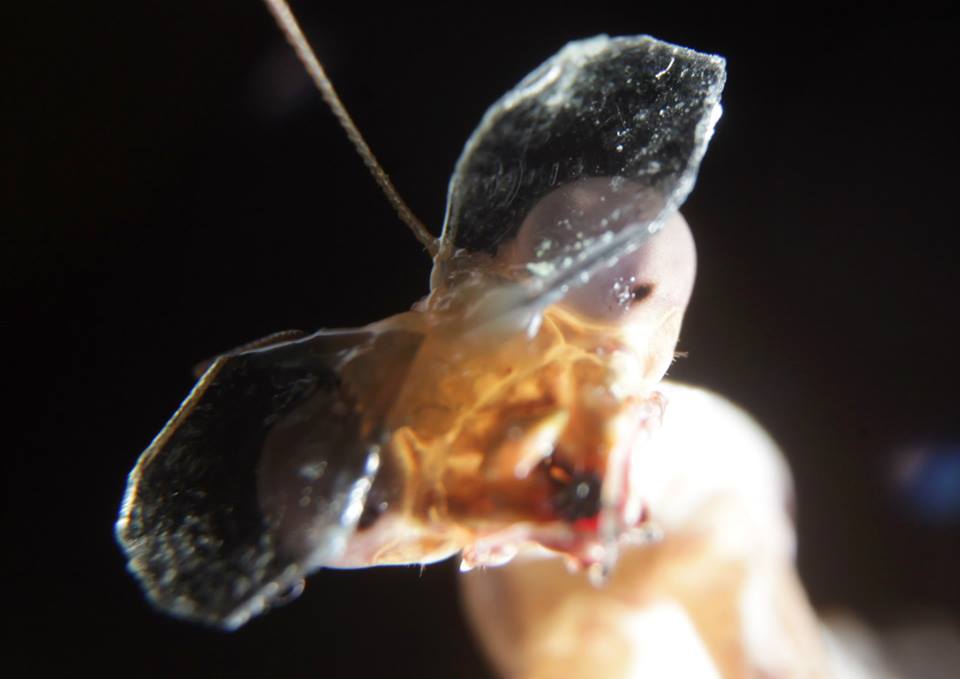 Lab gets funding to put 3D goggles on praying mantises - Ars Technica