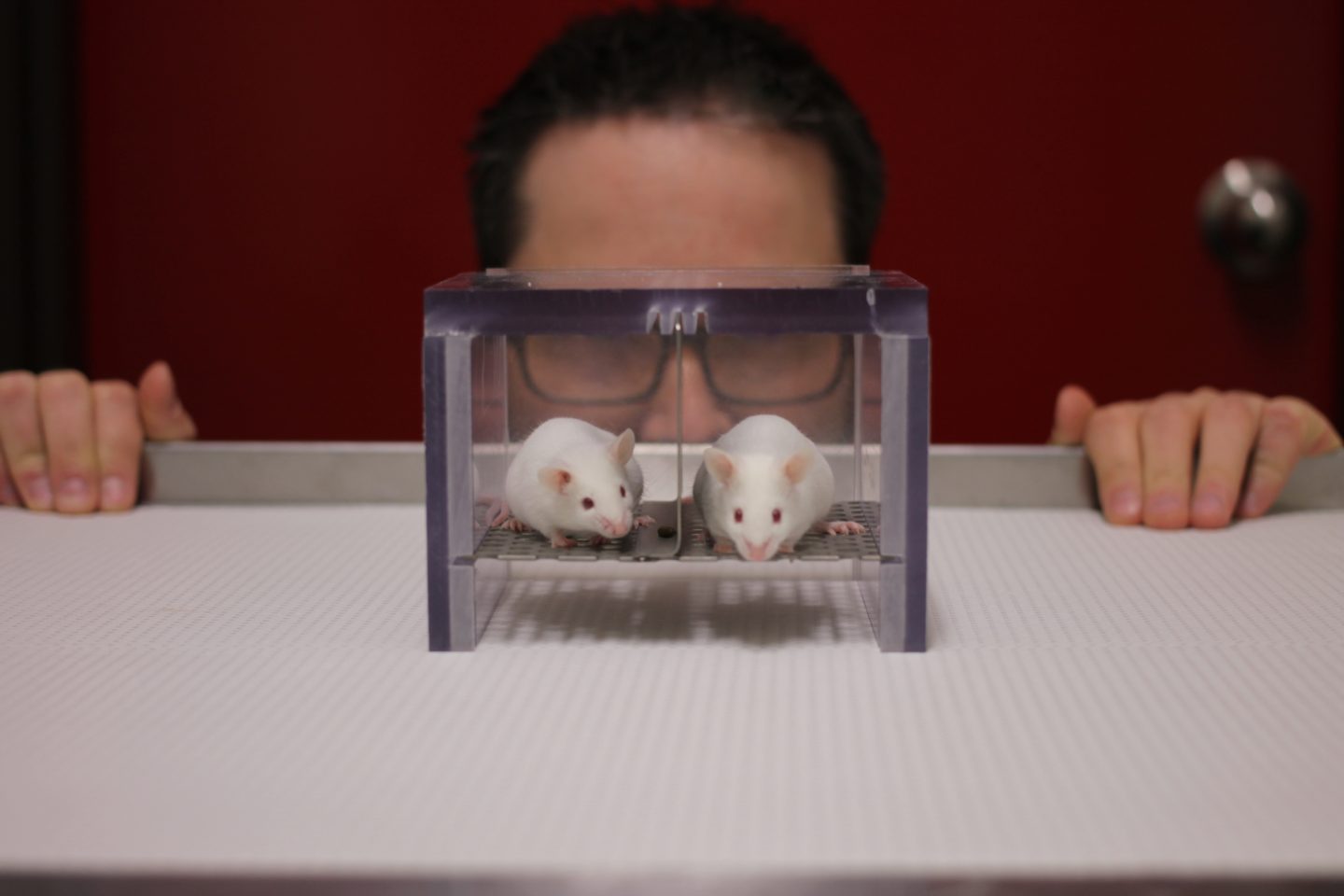 Social science has a complicated, infinitely tricky replication crisis ...