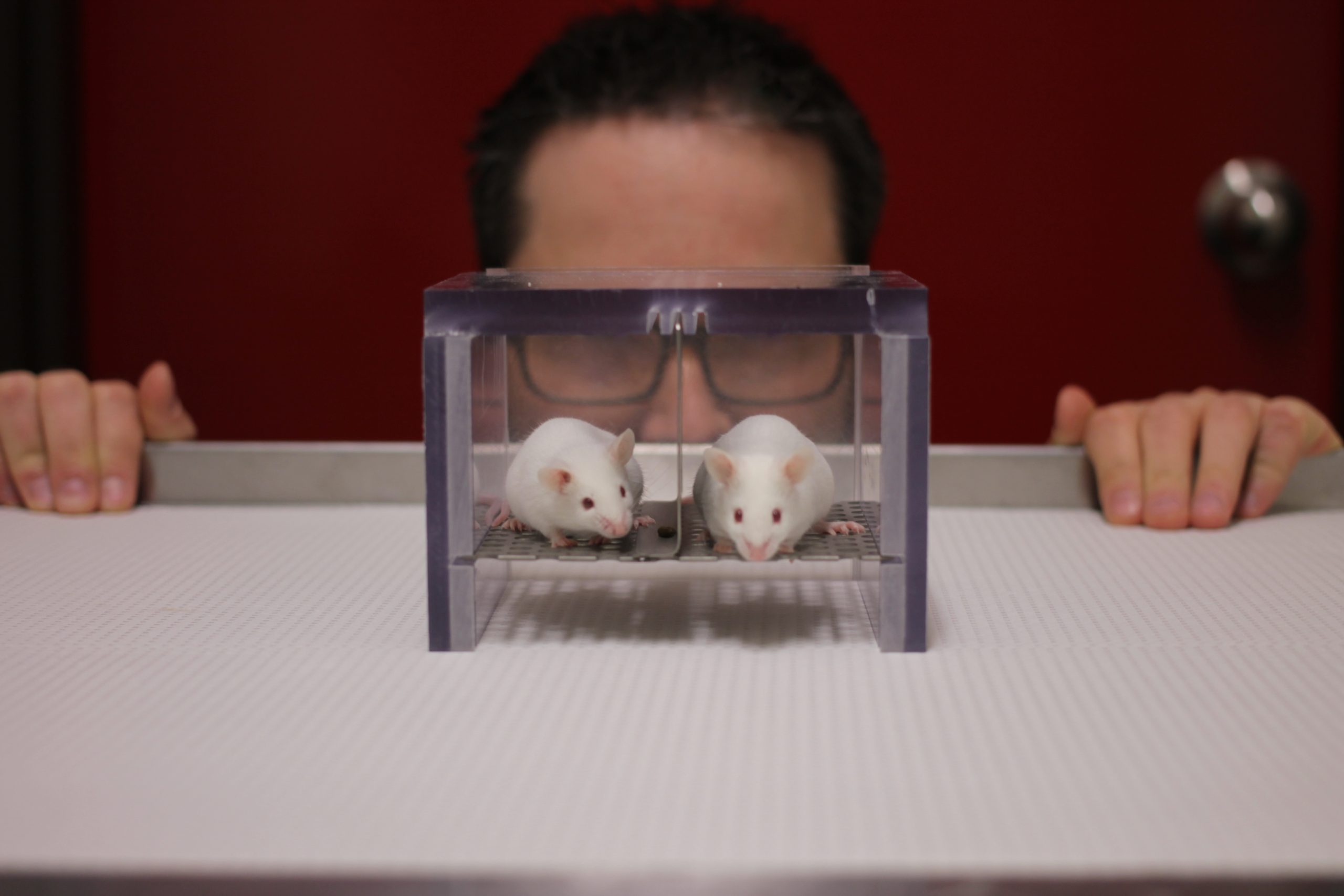 Mice get stressed out, feel less pain when male lab workers are present ...