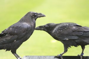 Ravens have social abilities previously only seen in humans - Ars Technica