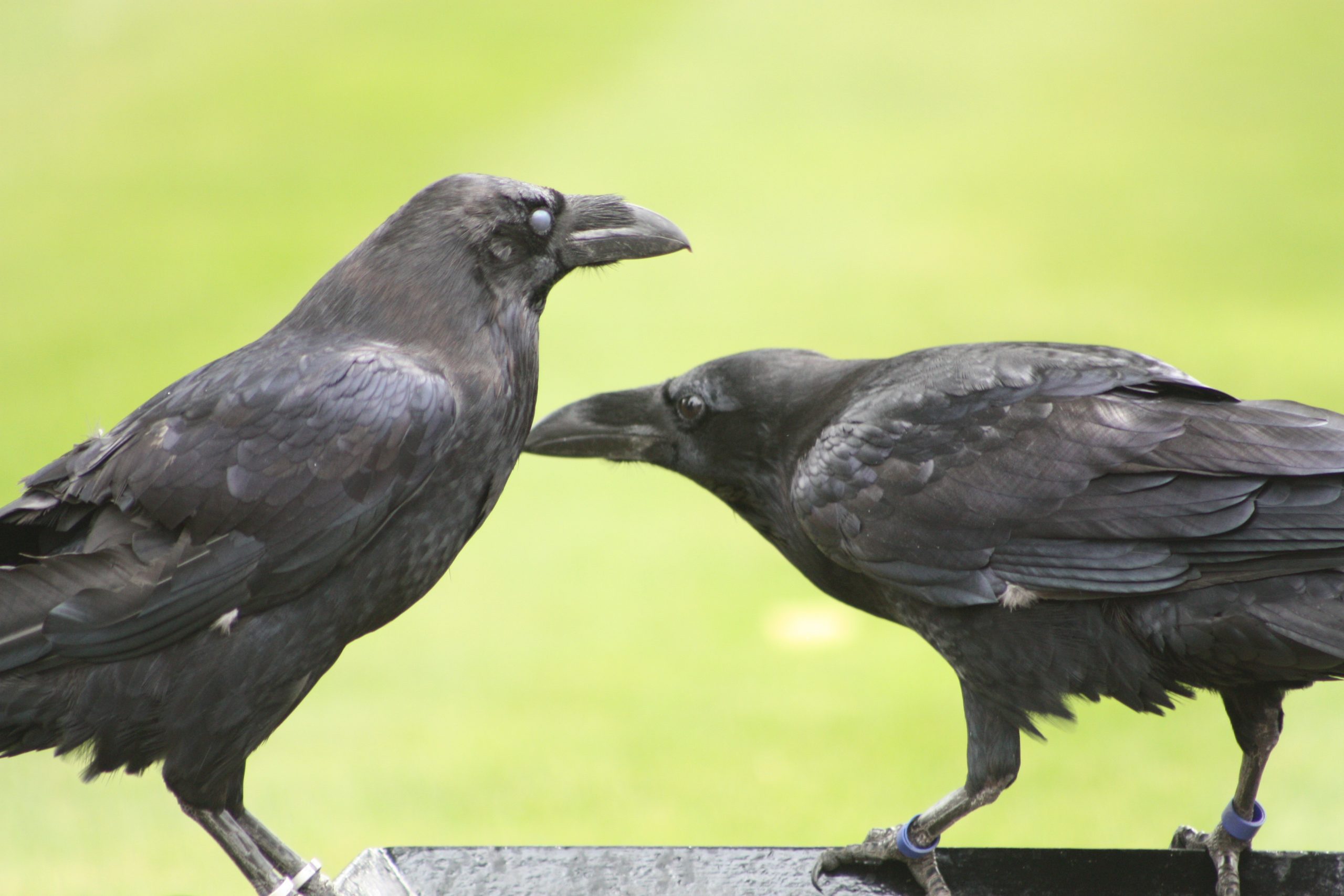 Ravens have social abilities previously only seen in humans - Ars Technica