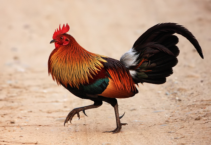 Reading human history using ancient chicken DNA and chili peppers - Ars ...