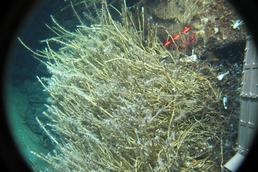 50 years of discovery on the other final frontier—the deep sea - Ars ...