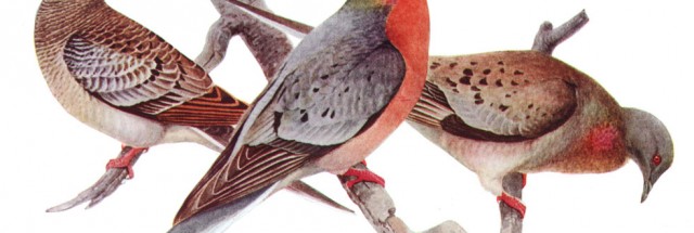 Humans not entirely at fault for passenger pigeon extinction | Ars Technica
