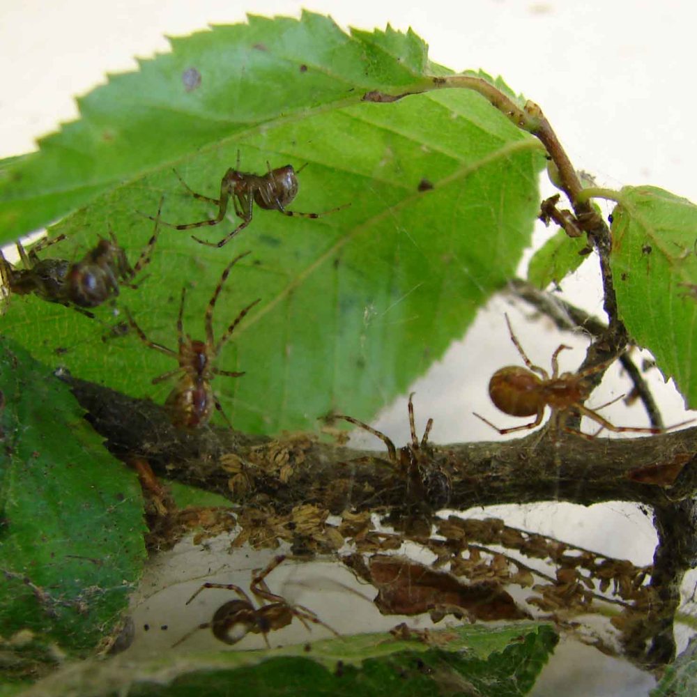 Social spiders let their personalities choose their jobs - Ars Technica