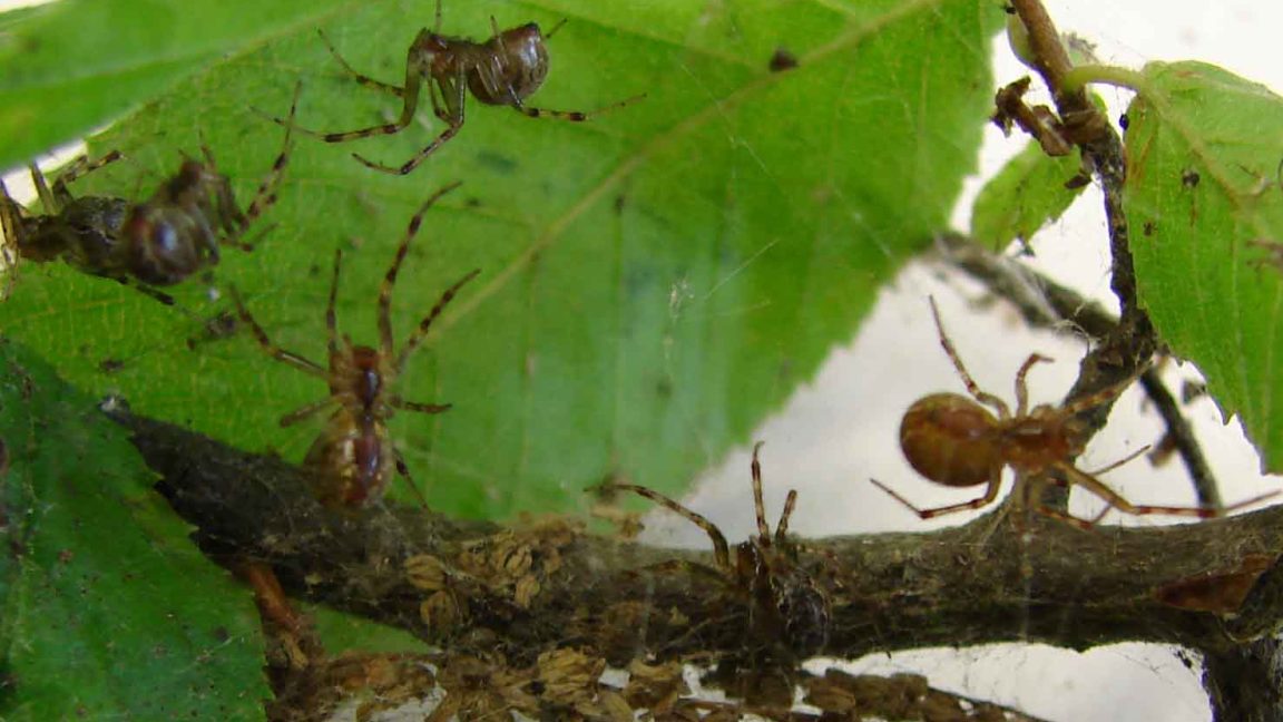 Social spiders let their personalities choose their jobs - Ars Technica