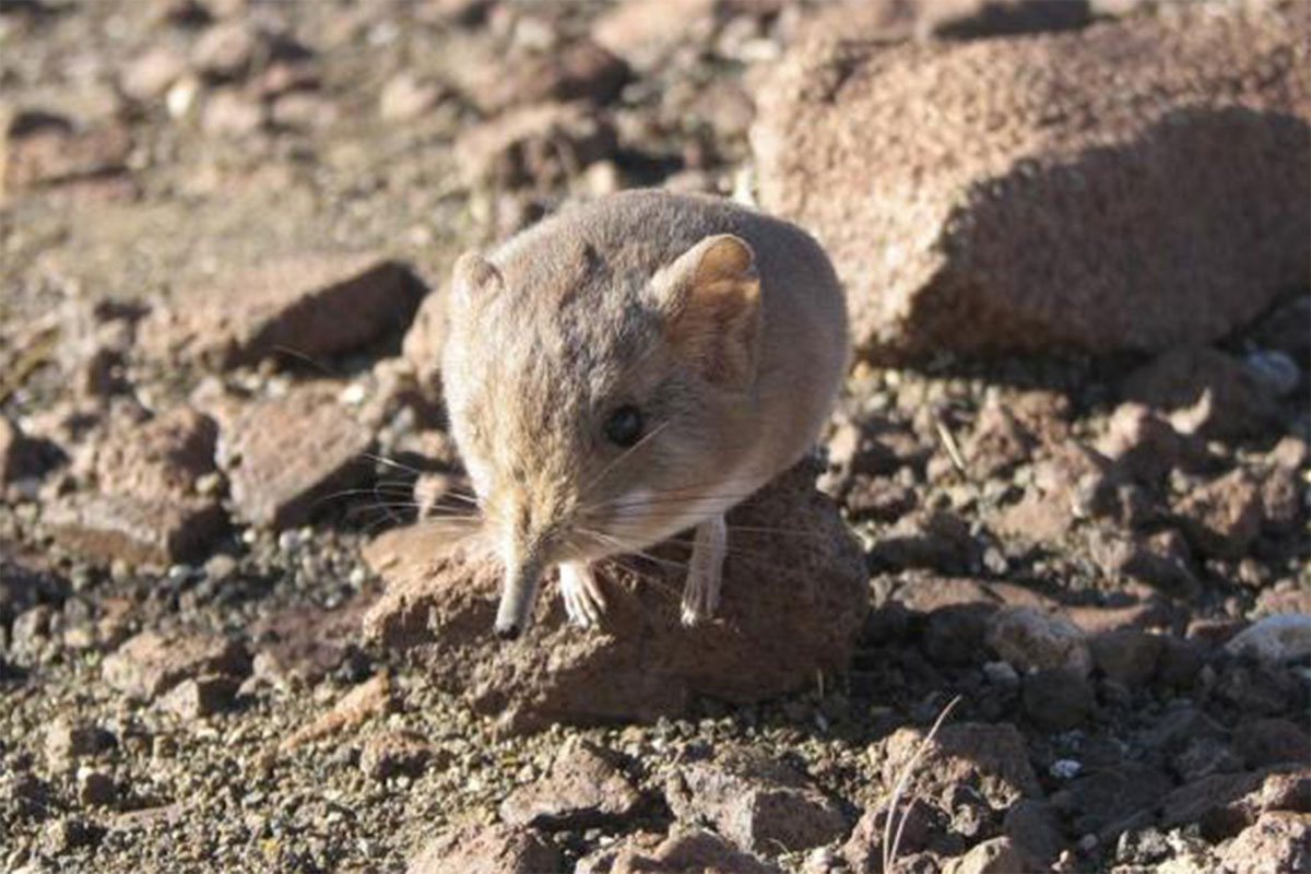 Tiny elephant-like mammal discovered in Namib Desert - Ars Technica