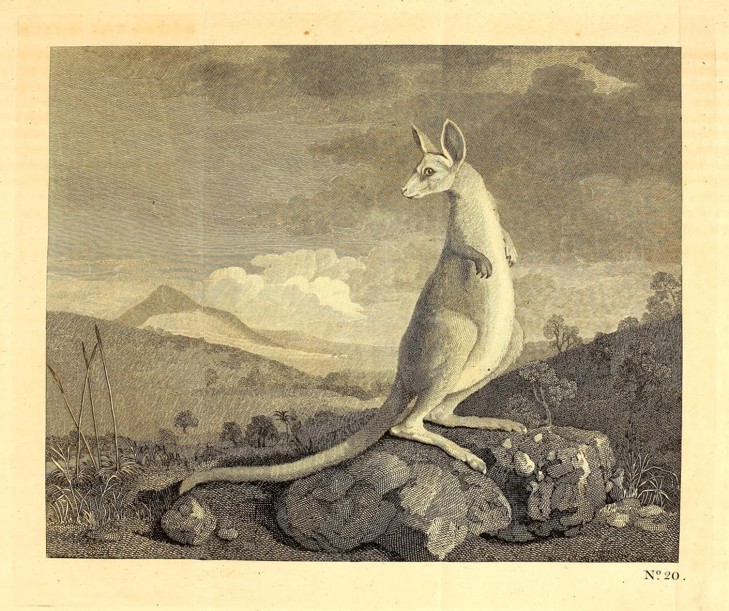 Darwin’s complete Galapagos library posted online - Ars Technica