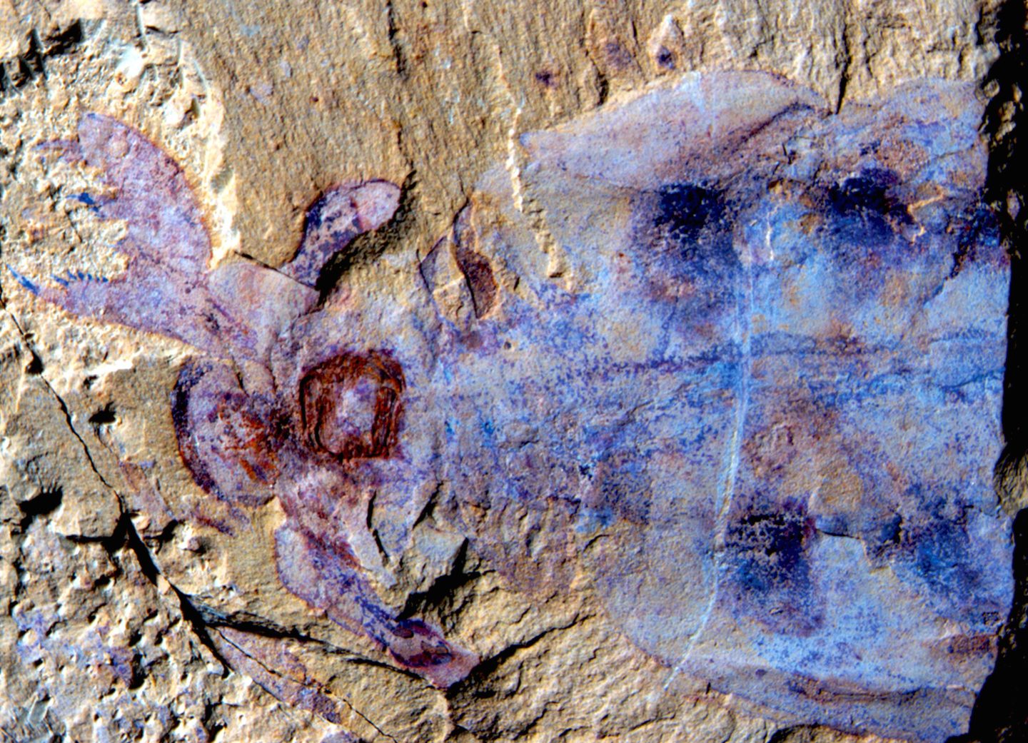 Fossils of strange Cambrian predator preserved with brain impressions ...