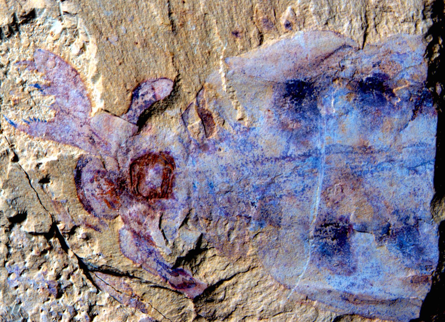 Fossils of strange Cambrian predator preserved with brain impressions ...