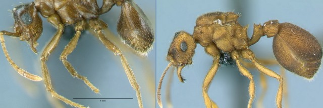 New ant species evolved within the nest of its relatives | Ars Technica