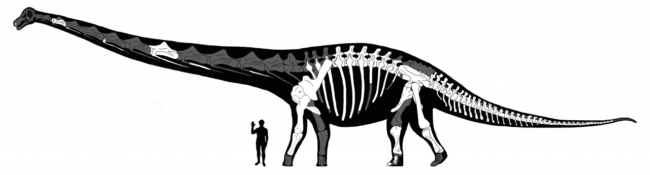 Meet Dreadnoughtus, the 65-ton dinosaur | Ars Technica
