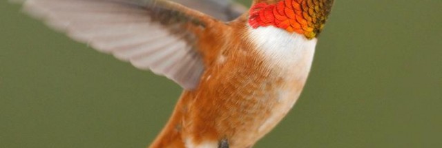 Dinosaurs lost the ability to taste sugar; hummingbirds re-evolved it ...