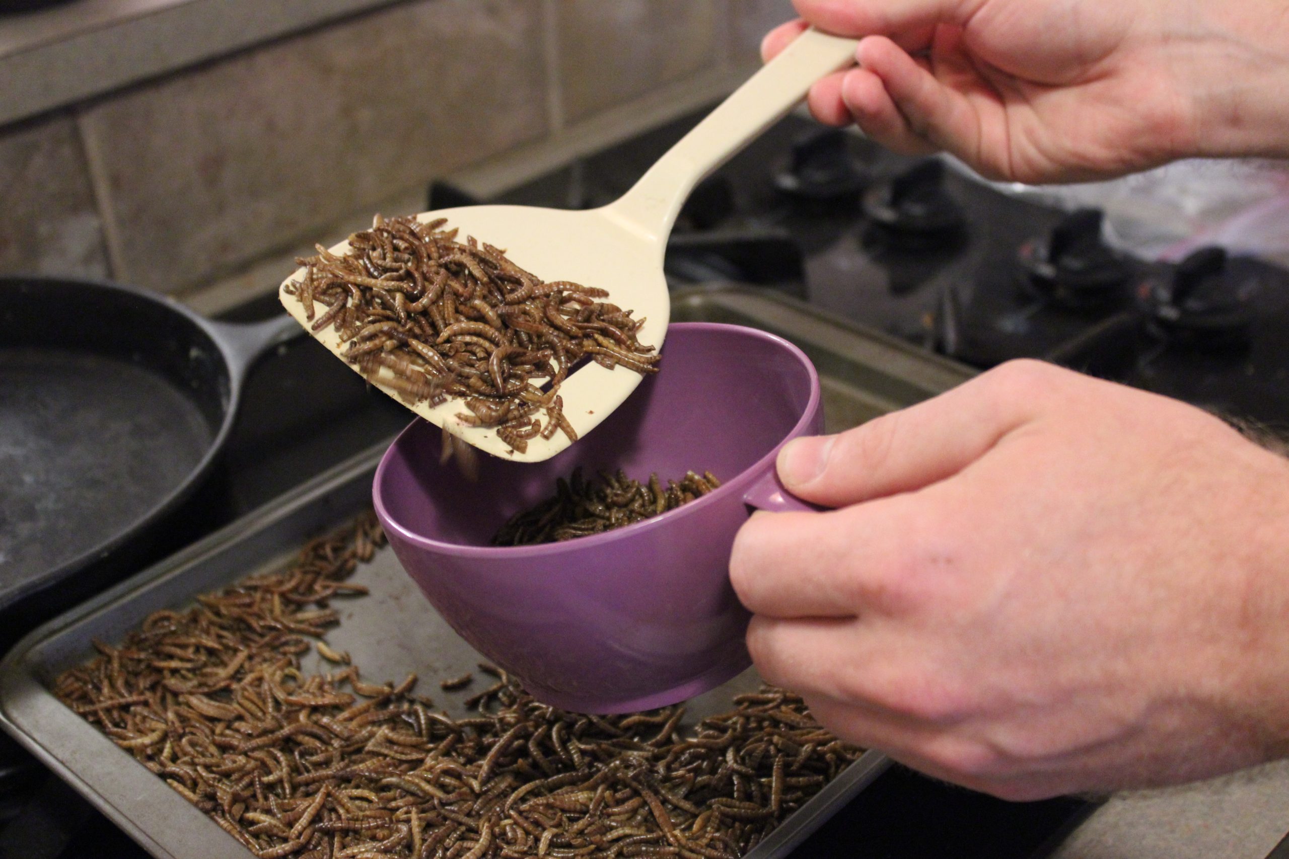 Lovely grub—are insects the future of food? - Ars Technica