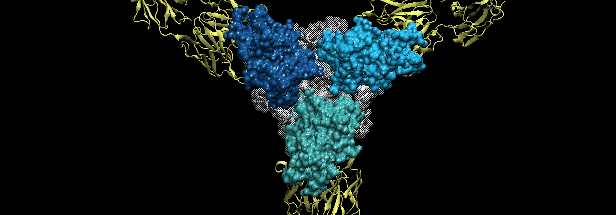 Finding The Ebola Virus Vulnerable Points Ars Technica