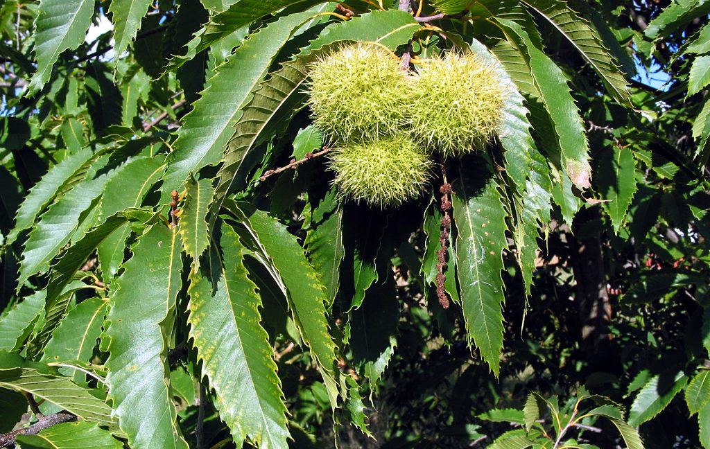 GMO trees could rescue American chestnut from invasive fungus - Ars ...