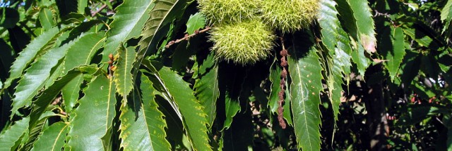 GMO trees could rescue American chestnut from invasive fungus | Ars ...