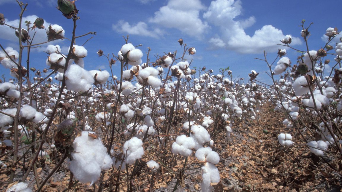 Transgenic cotton plant resistant to common insect pest - Ars Technica